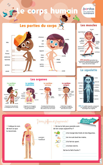 Le corps humain les posters effacables